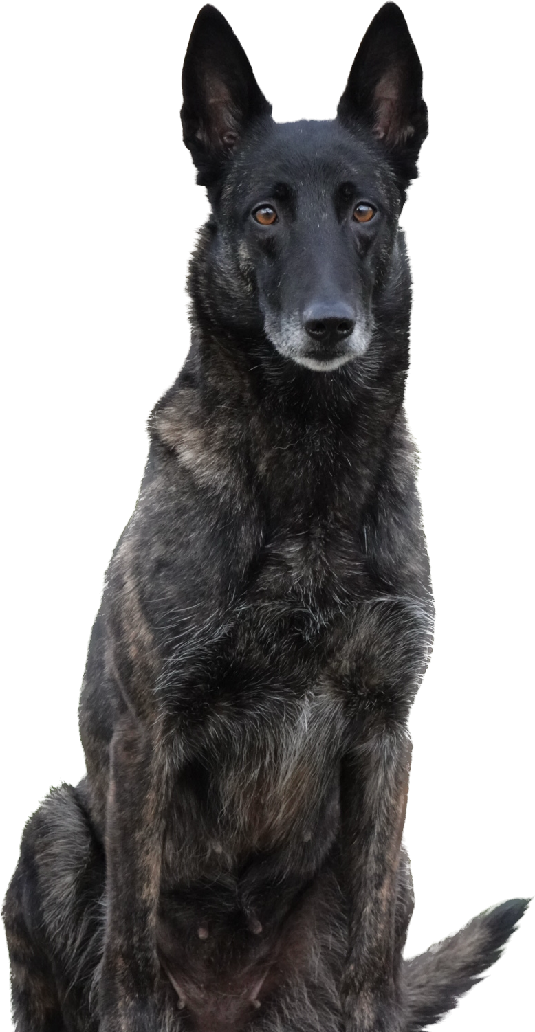 AKC Fast CATs in Dayton Ohio at K9 Splash Zone – K9 Splash Zone